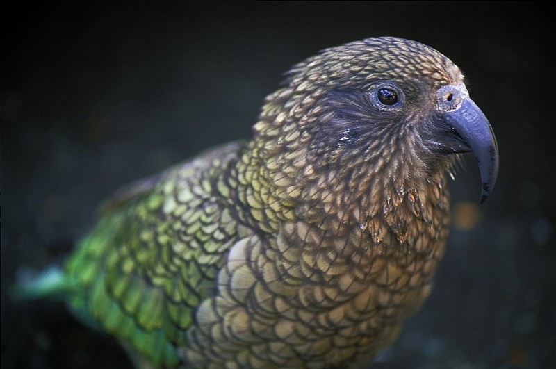 A whole flock numbering hundreds of Kea wiped out in one 1080 drop – a ...