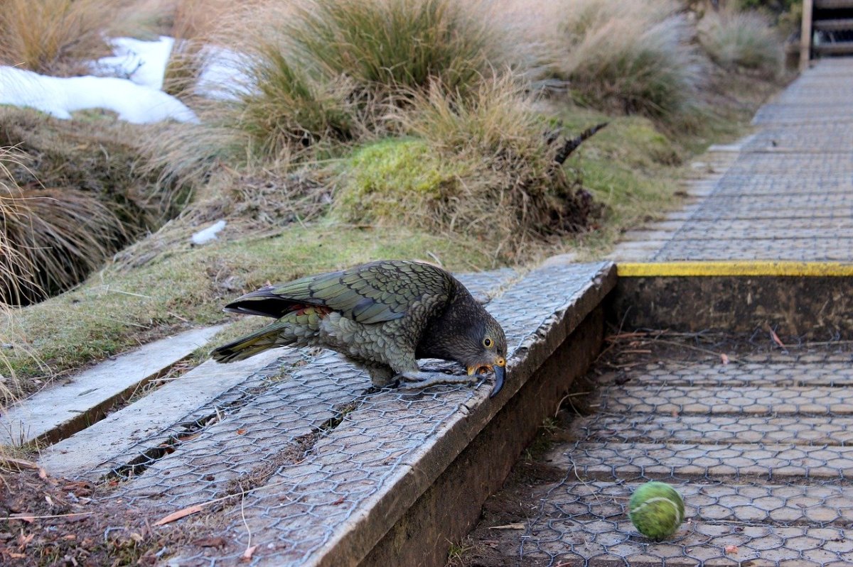 DoC’s own census on Kea numbers reveals a decline from 60,000 in the ...