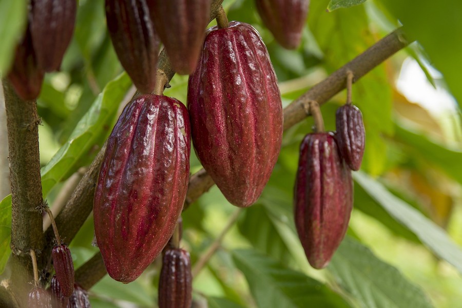 The health benefits of cacao | Environmental Health Watch NZ