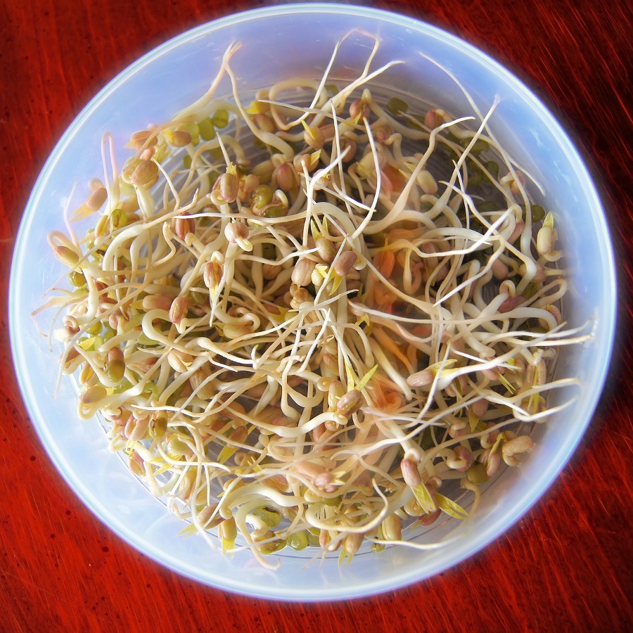 How to Grow Sprouts: The Ultimate, Home-Grown, Nutrient-Packed Food ...