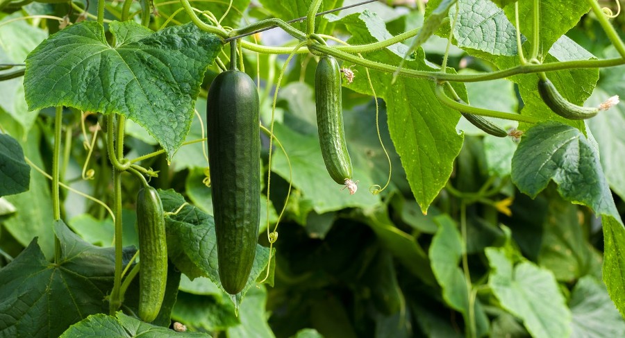 Bring a little Magic to your gardens (Wally Richards) | Environmental ...