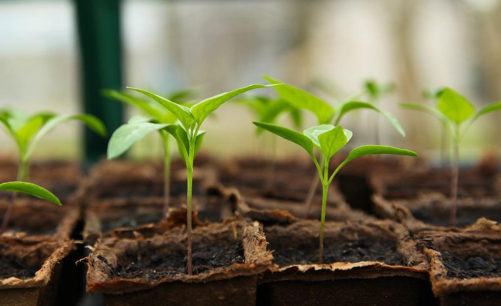 How to Grow an Indoor Survival Garden | Environmental Health Watch NZ
