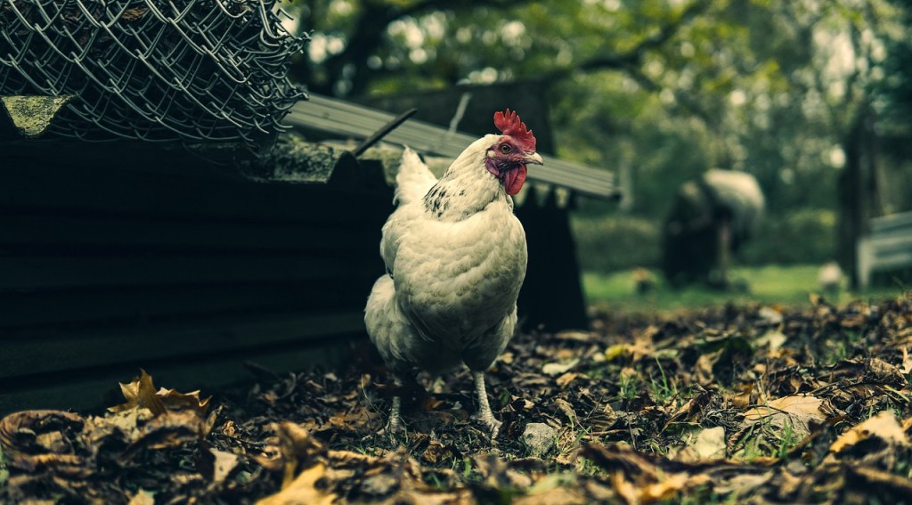 They’re coming for your chickens: Clare Swinney Reveals Millions in ...