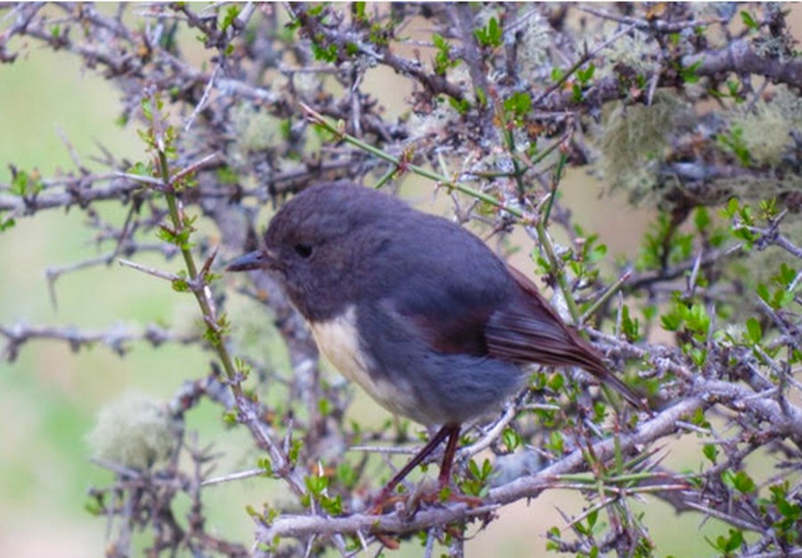 There’s an Even Worse Poison than 1080 – It’s Brodifacoum ...