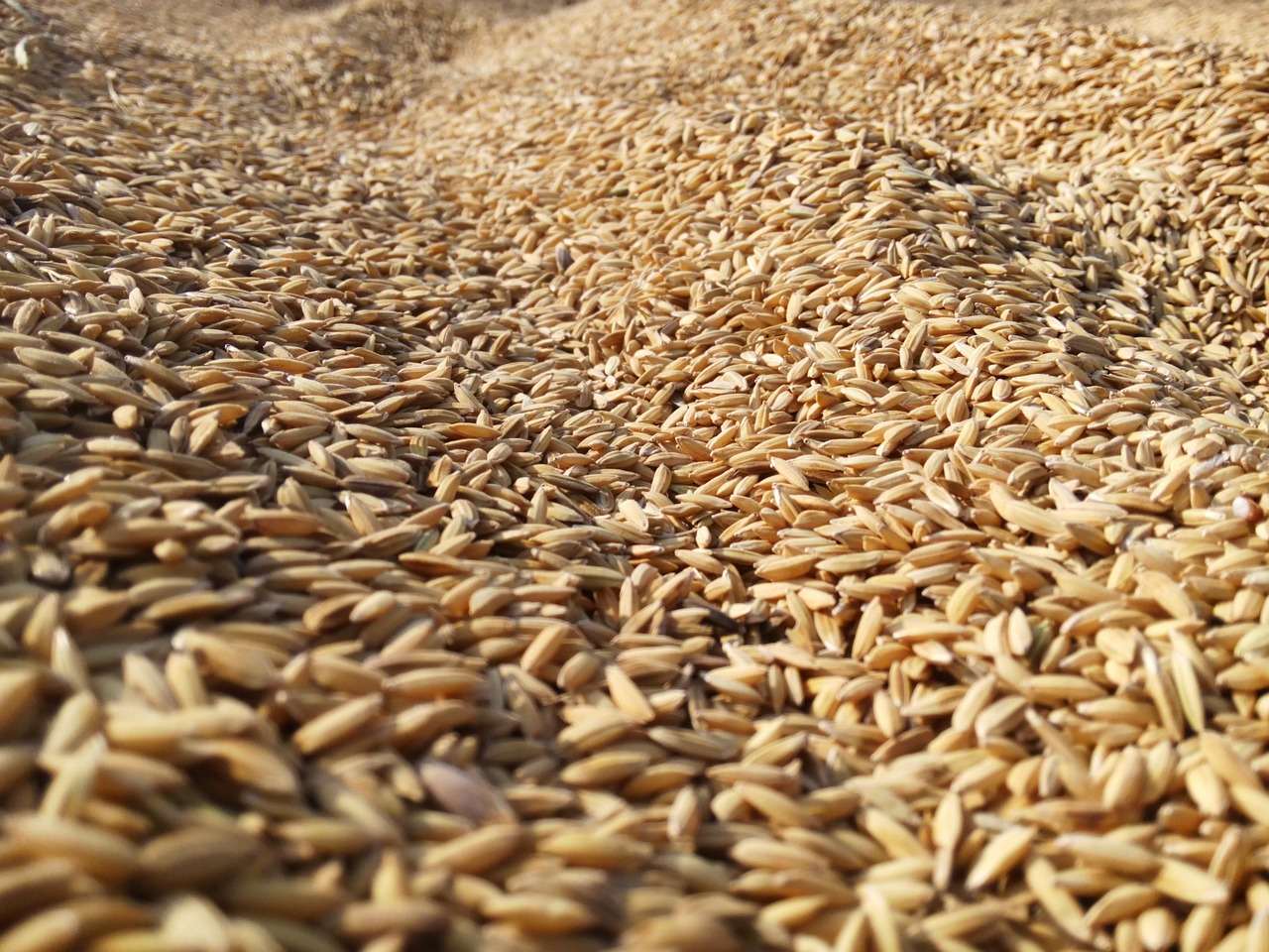 Renewed concerns about NZ’s approval of Syngenta’s GE Golden Rice with ...