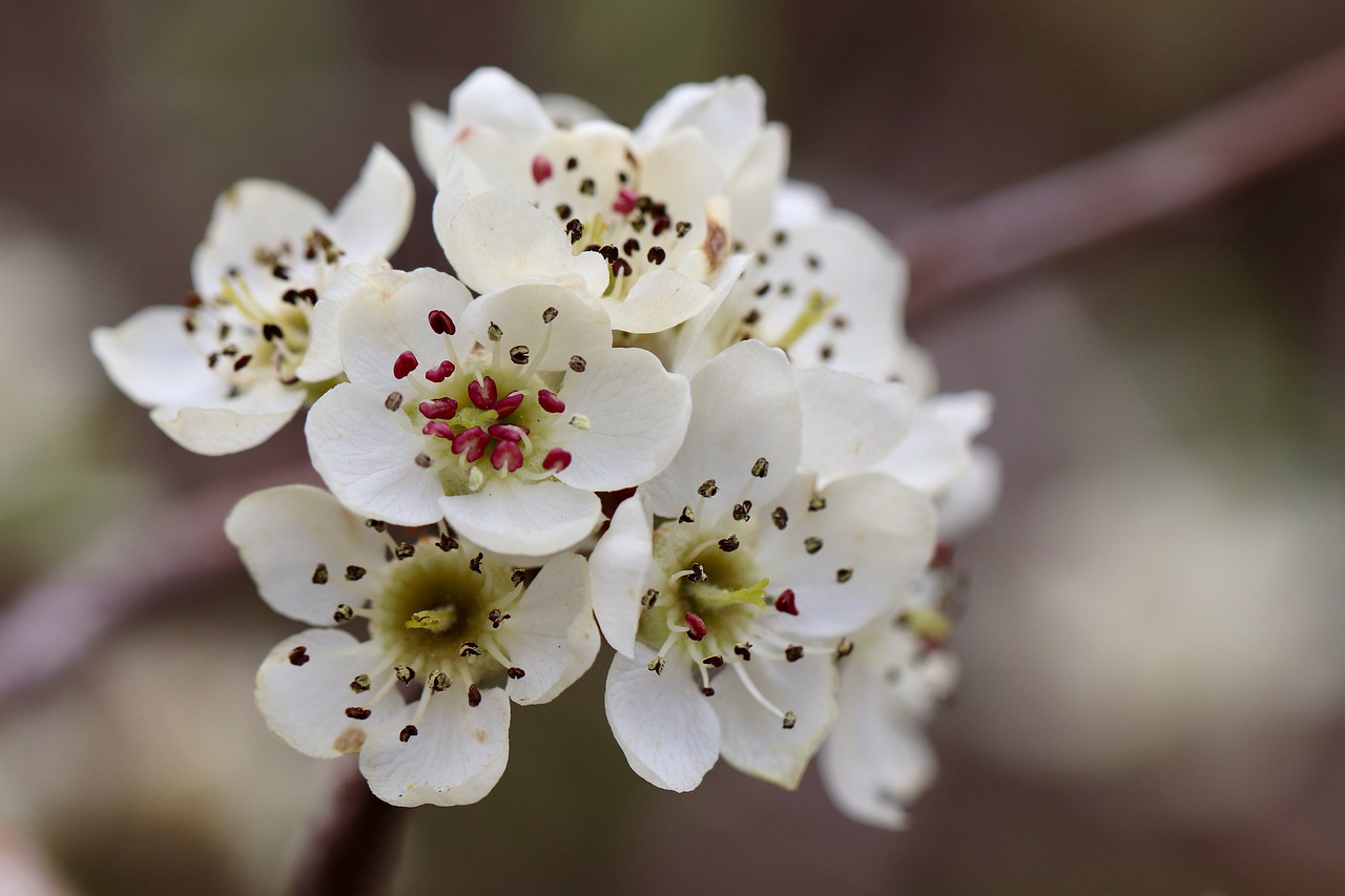 The importance of phosphate in your garden (Wally Richards ...