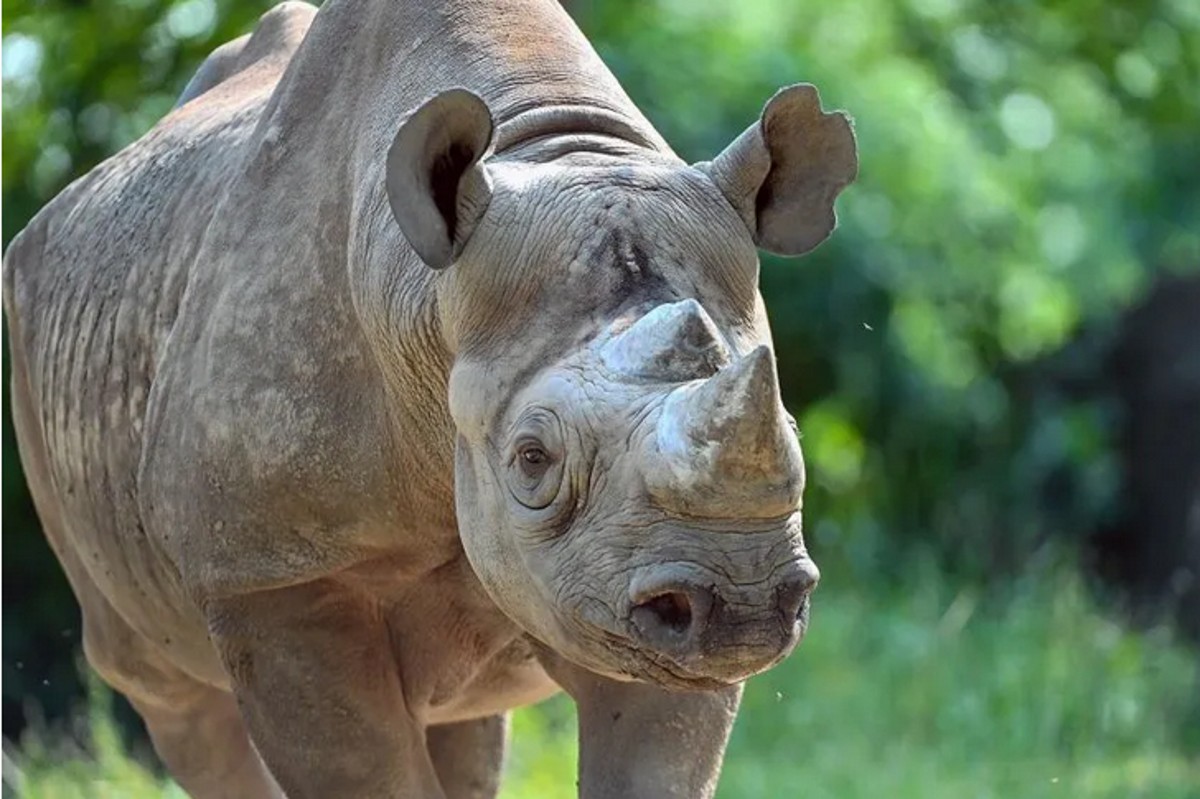 Animals continue to “die suddenly” at zoos throughout the world ...